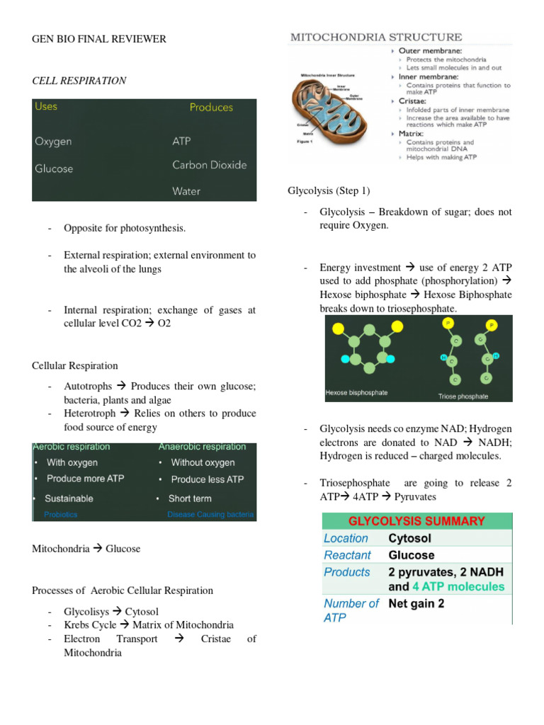 Gen Bio Final Reviewer | PDF | Cellular Respiration | Adenosine Triphosphate