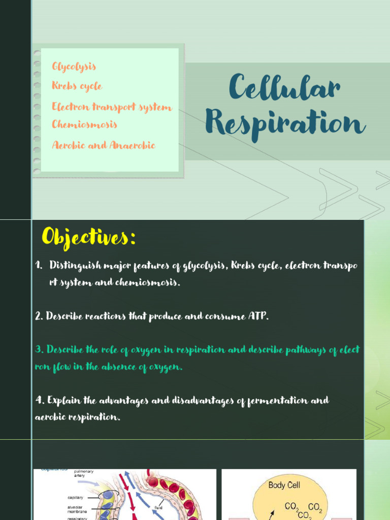 Cellular Respiration Overview | PDF | Cellular Respiration | Citric Acid Cycle