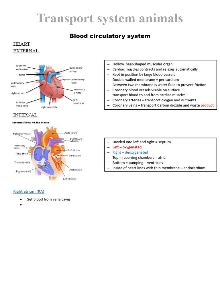 Blood Circulatory System Pdf
