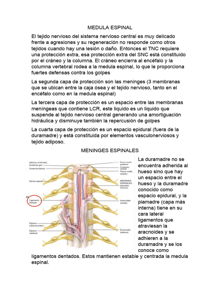 Medula Espinal | PDF | Médula espinal | Sistema nervioso
