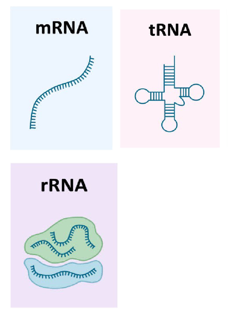 Types of RNA | PDF