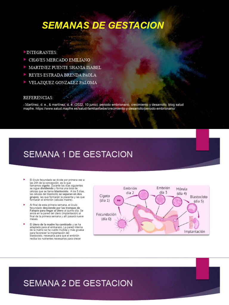 Semanas de Gestación: Desarrollo Embrionario | PDF | Embrión | El embarazo
