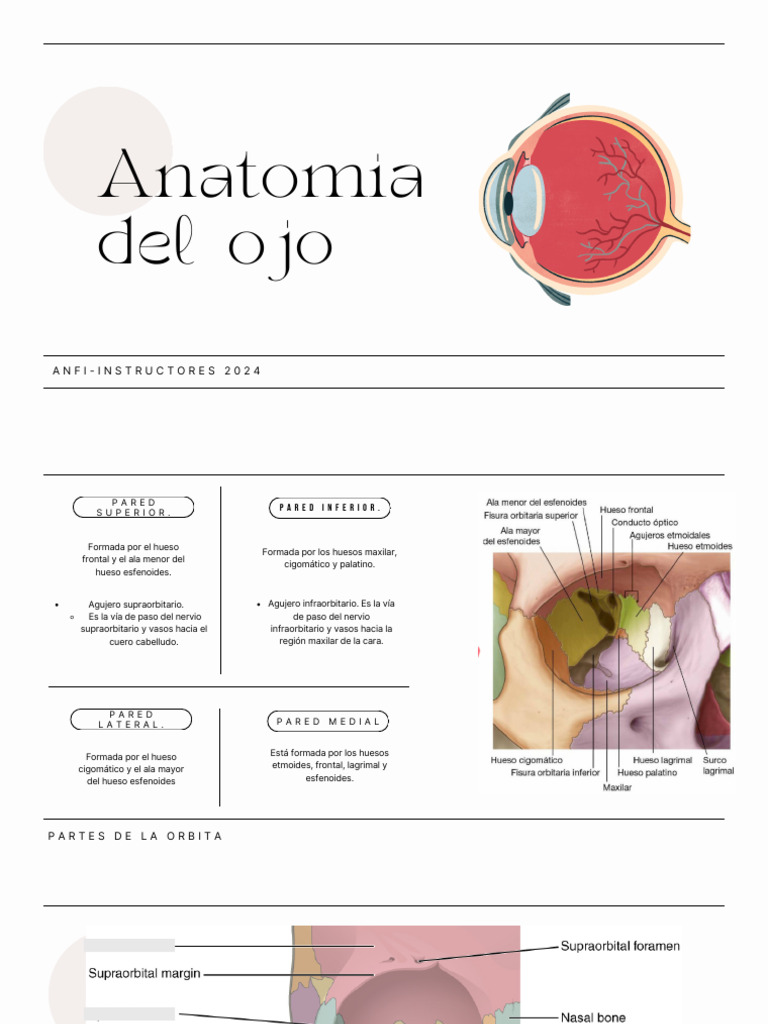 Anatomia Del Ojo | PDF | Ojo humano | Cara