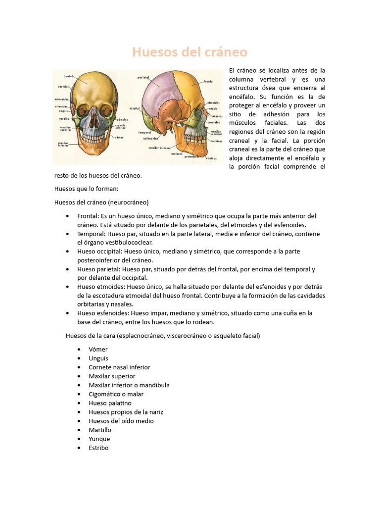 Huesos Del Cráneo Pdf Cráneo Anatomía