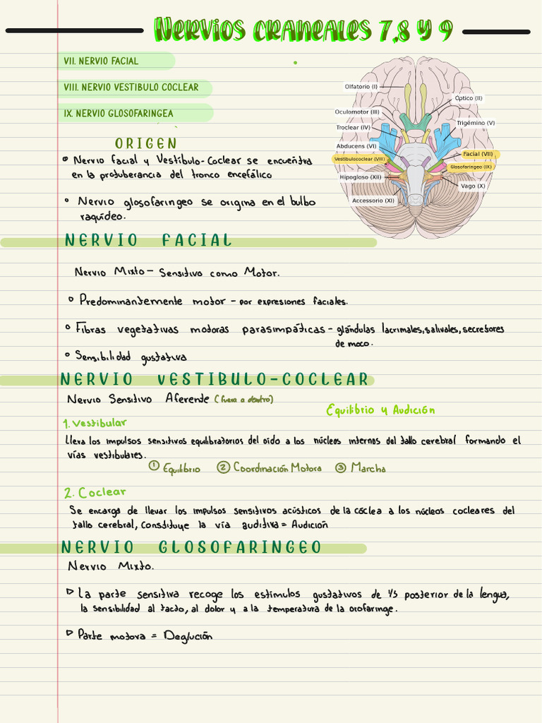 Nervios Cranéales 7,8 y 9 | PDF | Anatomía | Cabeza y cuello humanos