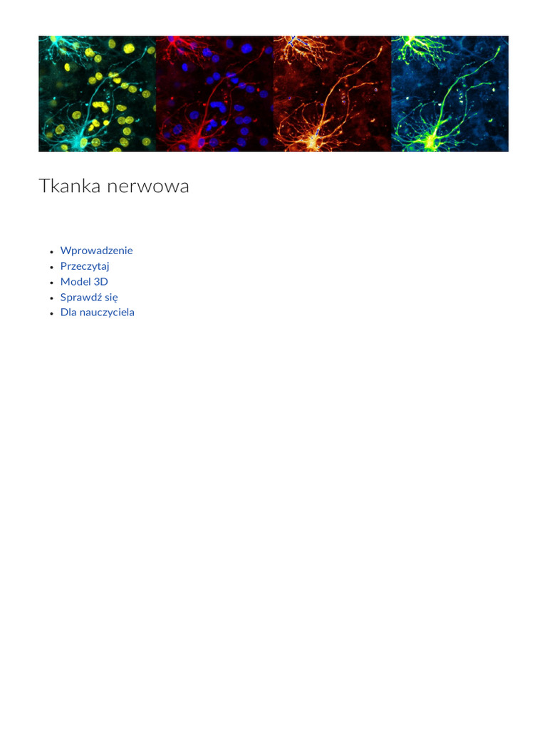 Tkanka Nerwowa | PDF