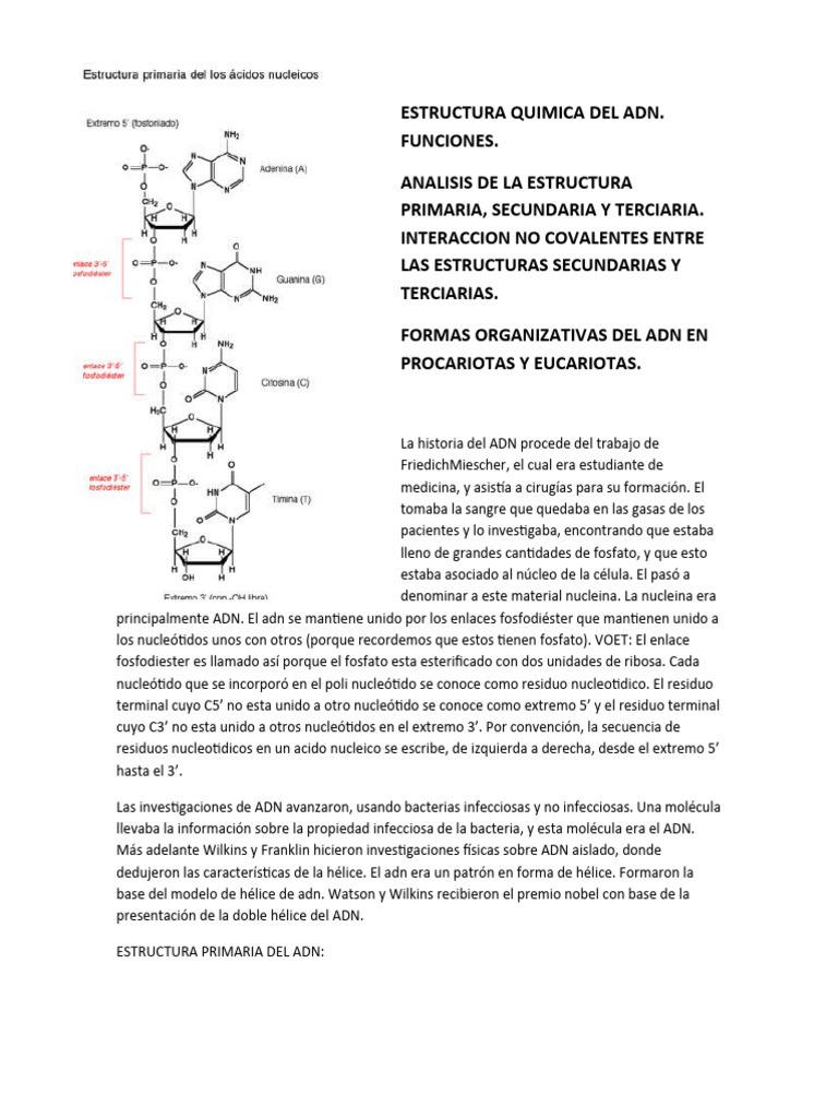 Estructura Quimica Del Adn | PDF | Adn | Histona