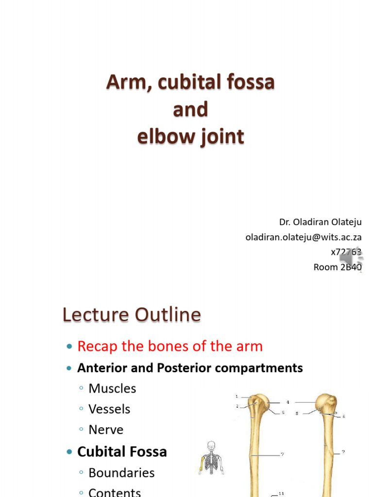 3 Arm, Cubital Fossa & Elbow Joint | Download Free PDF | Arm | Elbow