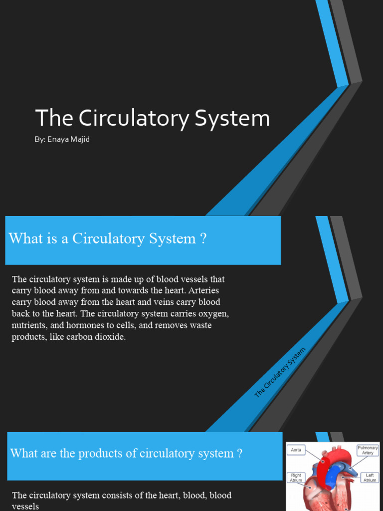 Overview of the Circulatory System | PDF | Blood | Heart