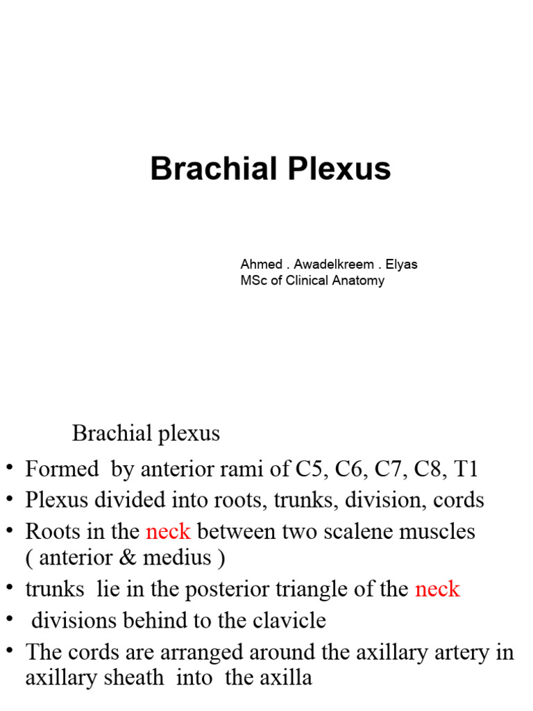 Brachial Plexus | PDF