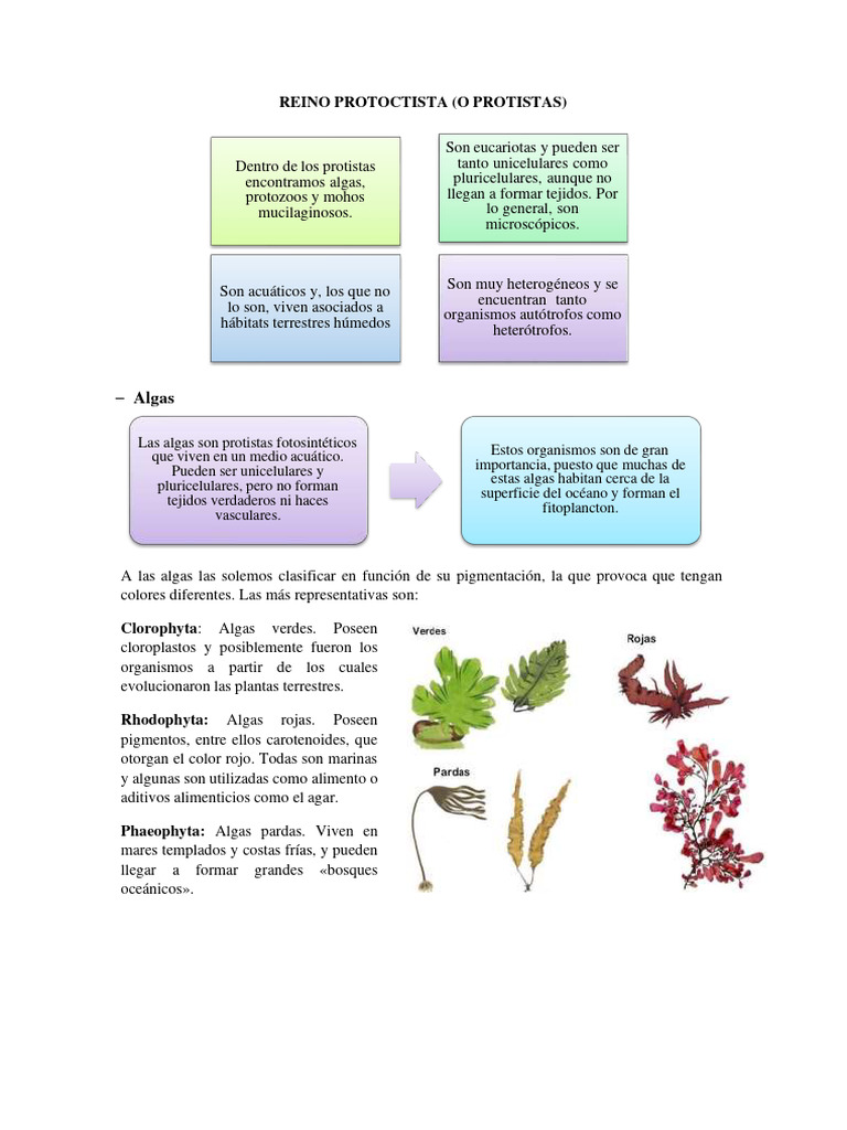 Reino Protoctista | PDF | Algas | Protozoos