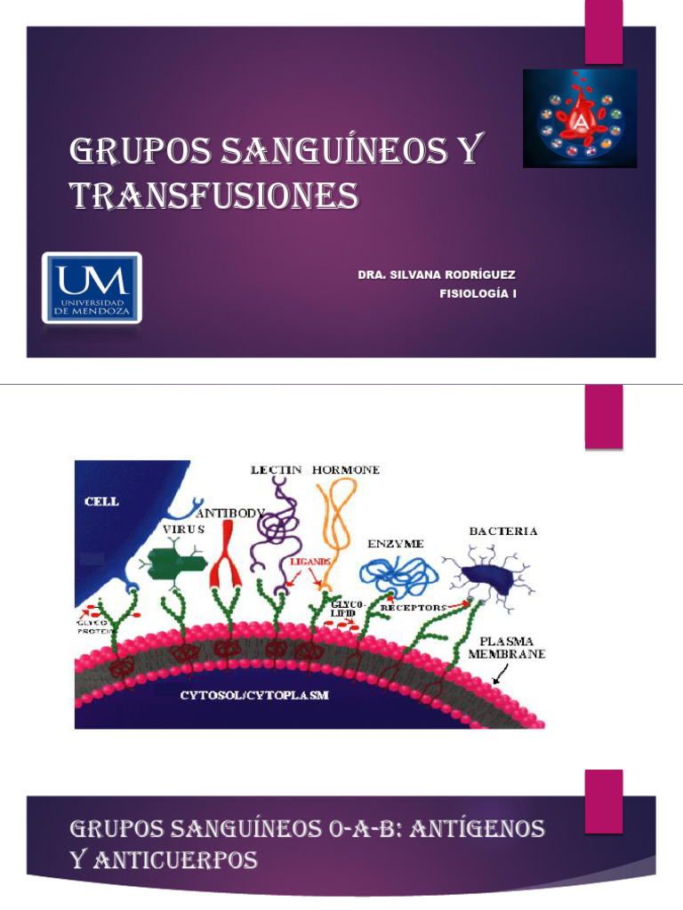 Grupos Sanguíneos y Transfusiones | PDF | Tipo de sangre | Anticuerpo