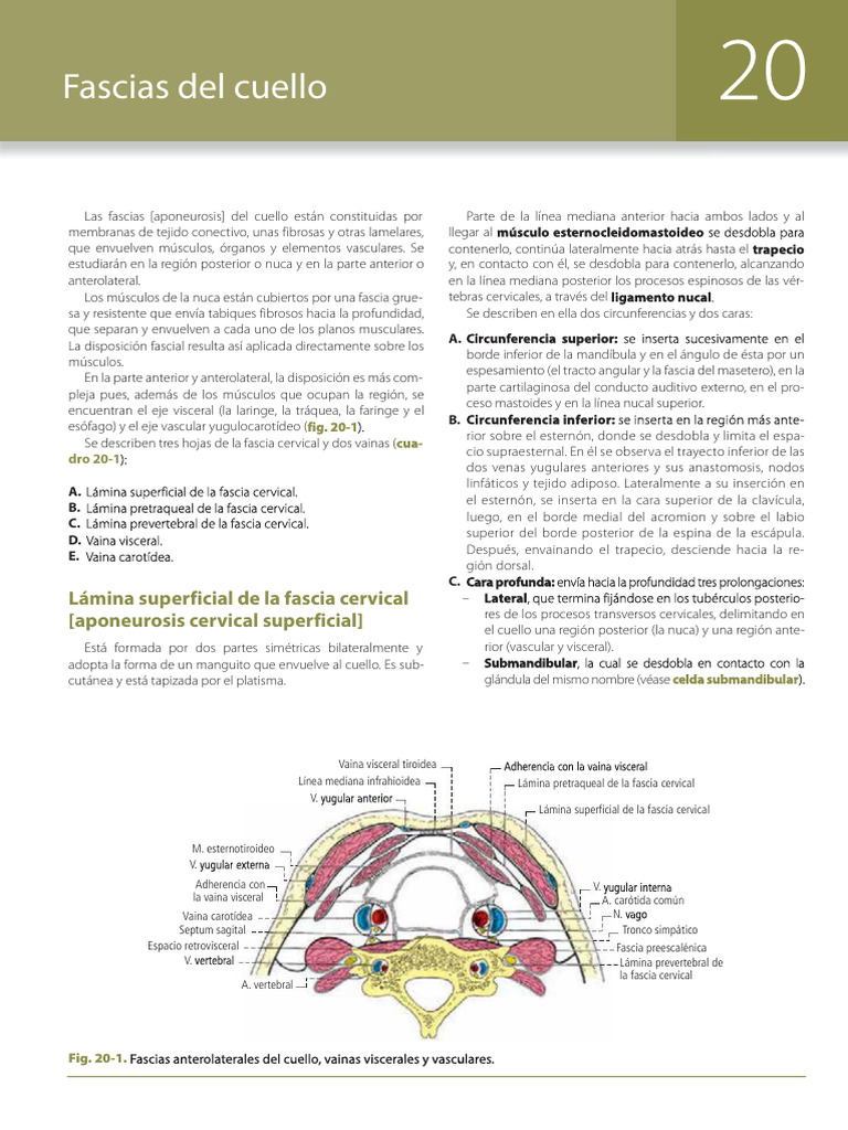 Fascias y anatomía del cuello | PDF | Laringe | Anatomía humana