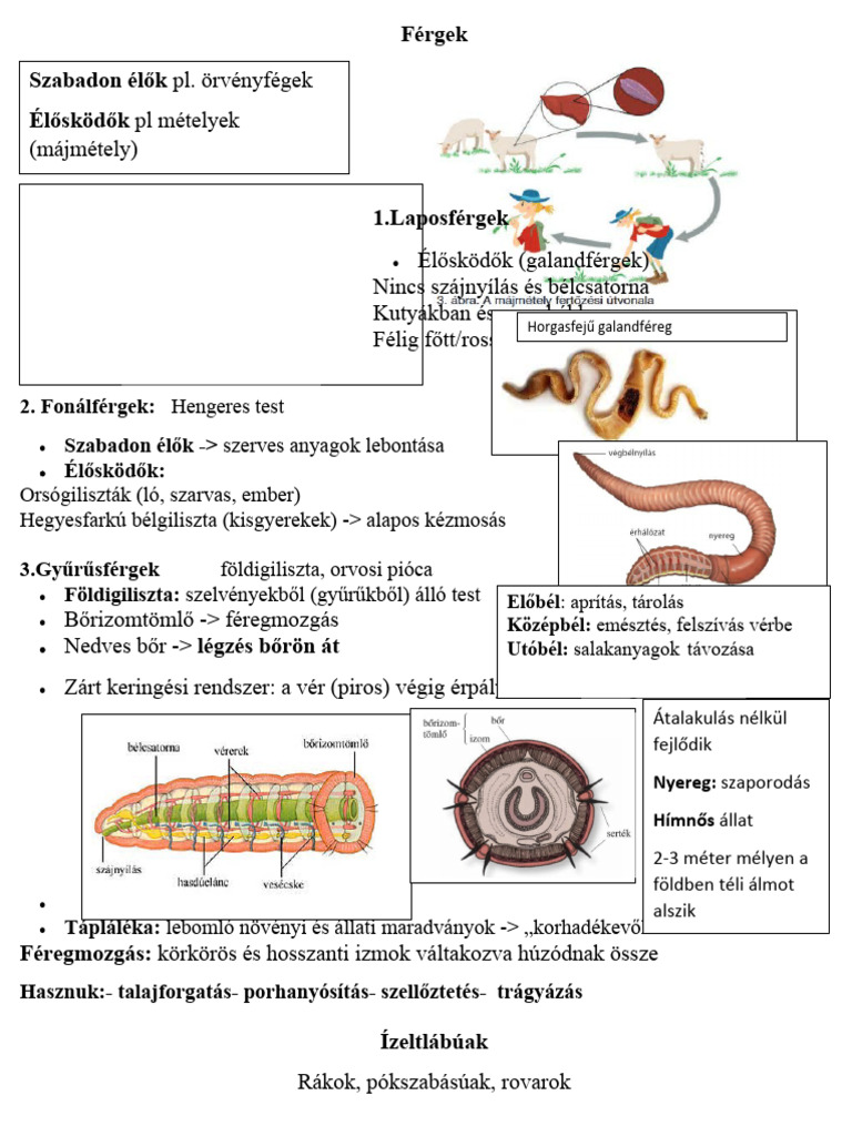 Biológia - Férgek, Ízeltlábúak, Puhatestűek | PDF