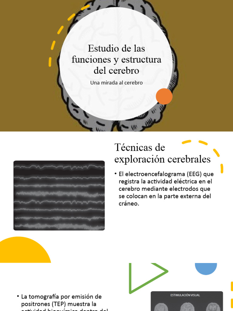 Estructura y funciones del cerebro | PDF | Cerebro | Sistema límbico