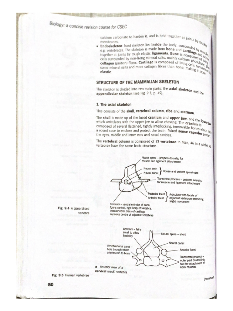 Structure of The Mammalian Skeleton PDF | PDF