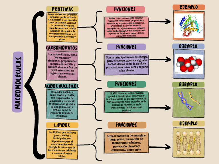 Estructura De 4 Macromoléculas