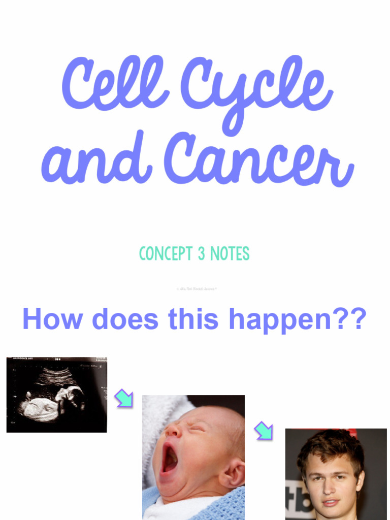 Cell Cycle and Cancer Overview | PDF | Cell Cycle | Chromosome