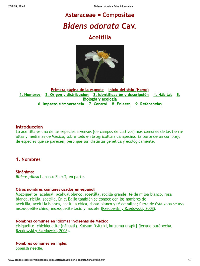 Aceitilla (Bidens Odorata) | Descargar gratis PDF | México | Hoja