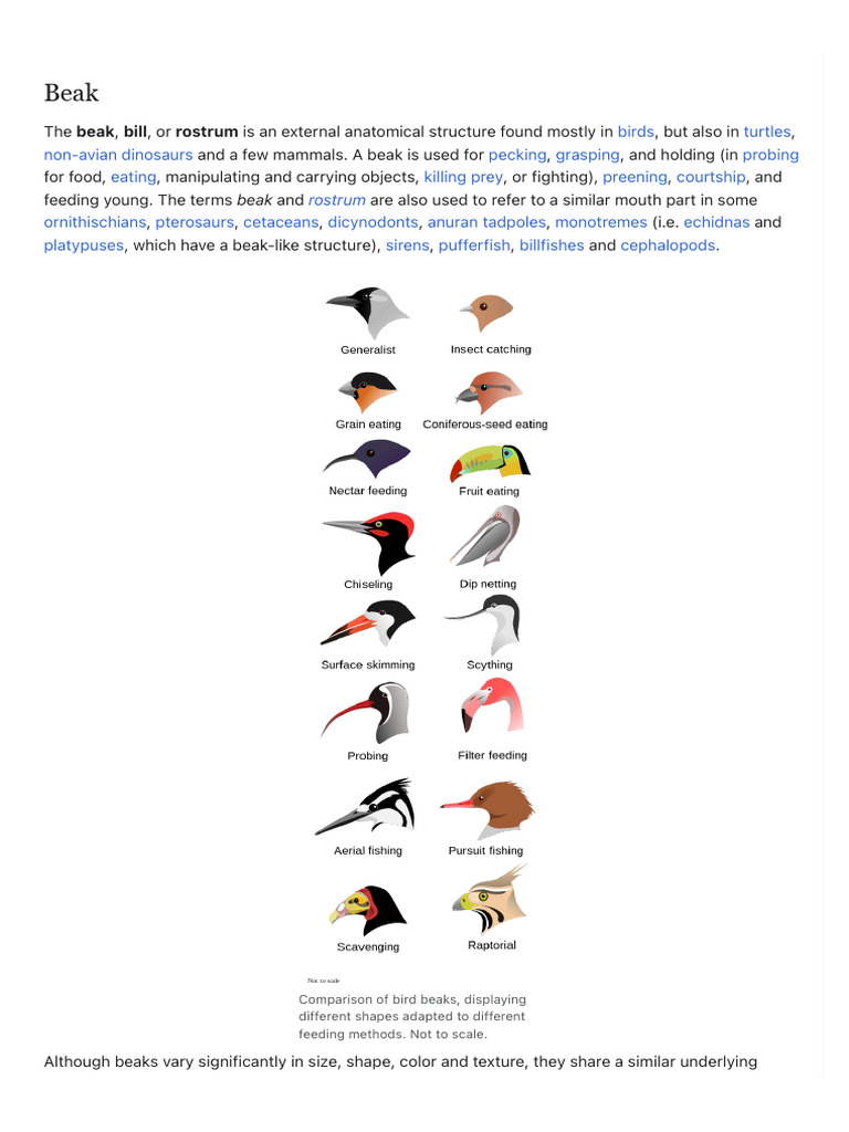 Beak | PDF | Beak | Ornithology