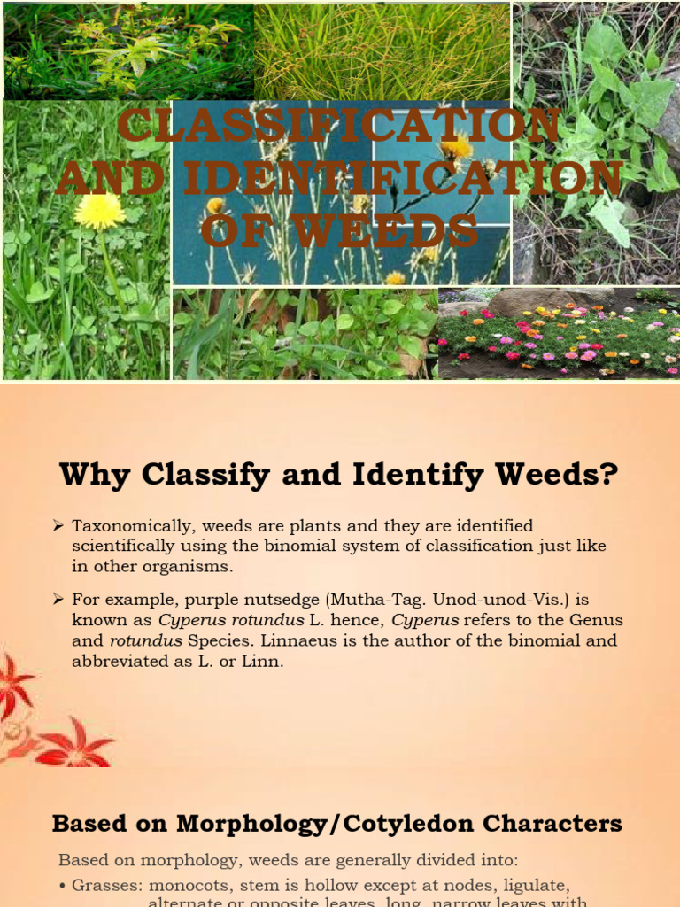 3E Classification and Identification of Weeds | PDF | Leaf | Weed