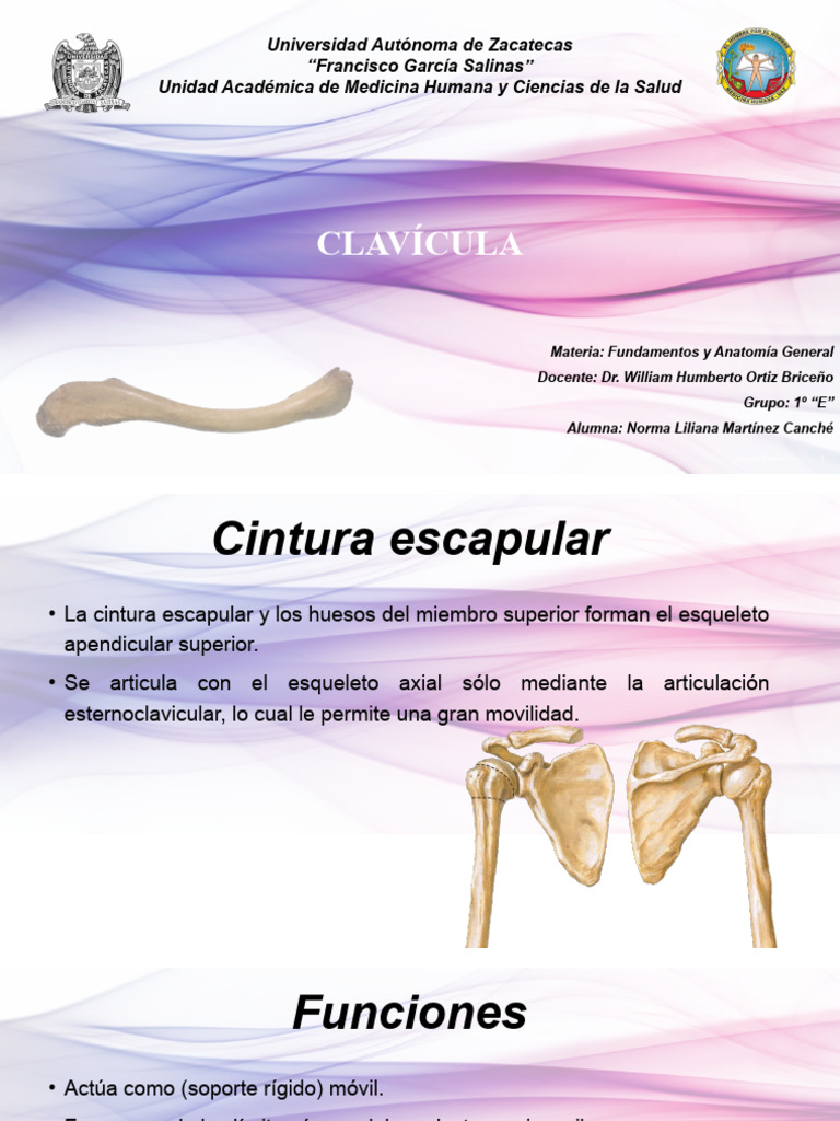 Clavícula | PDF | Anatomía humana | Sistema esquelético