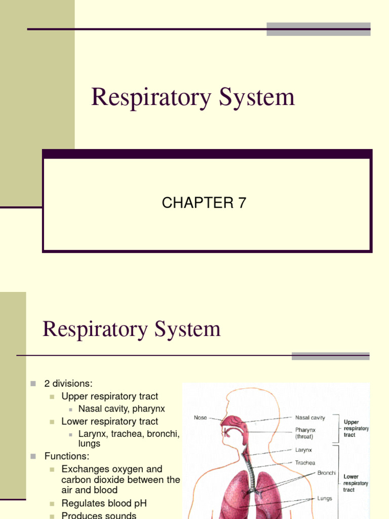01 Respiratory System Download Free Pdf Lung Larynx