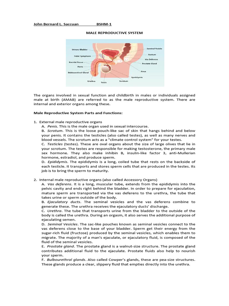Male and Female Reproductive Systems | PDF | Reproductive System | Vagina