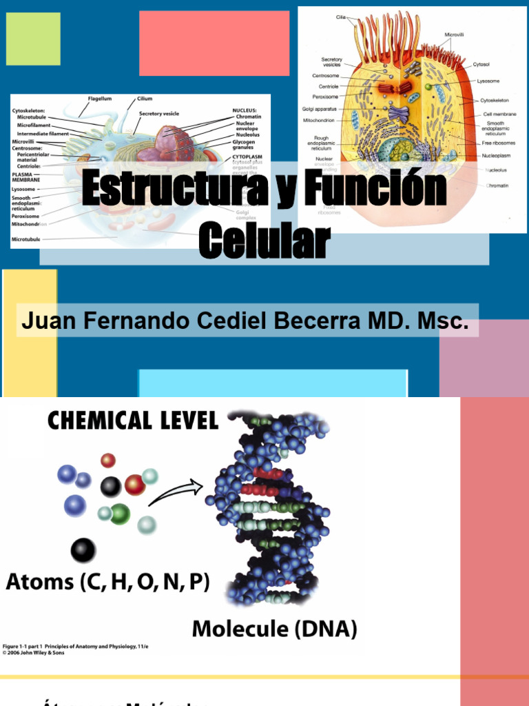 Estructura y Función Celular | PDF | Citoplasma | Membrana celular