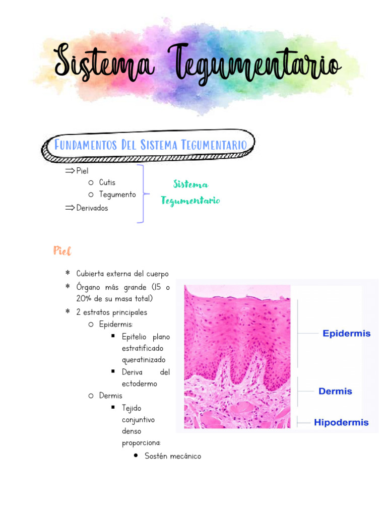 Resúmen Sistema Tegumentario | PDF | Piel | Sistema tegumentario