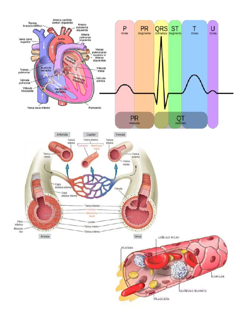 CARDIOVASCULAR | PDF