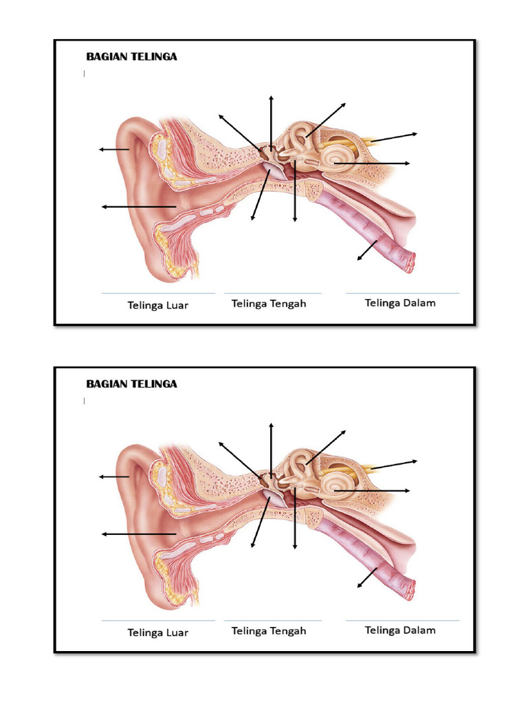 Gambar Materi Telinga | PDF