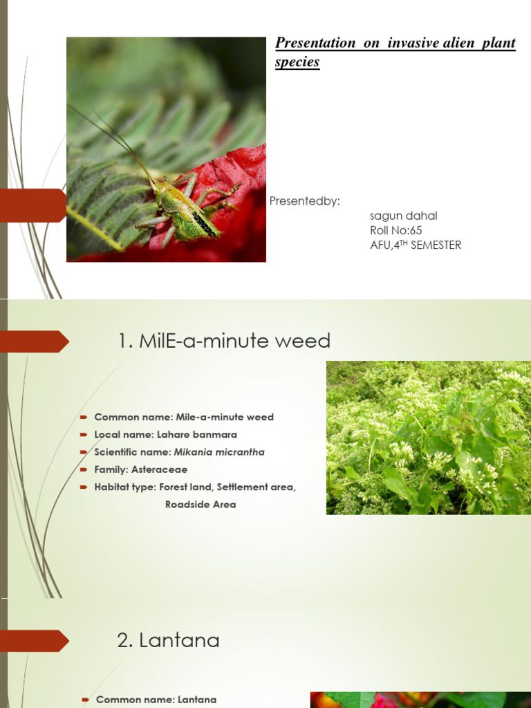 Invasive Alien Plant Species Overview | PDF | Botany | Organisms