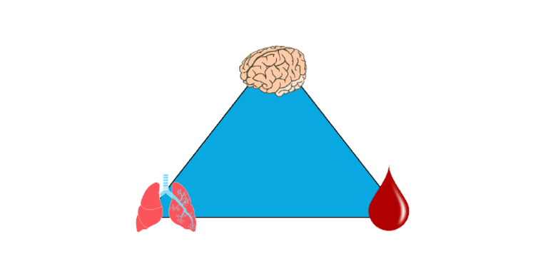 1.2 Triangle of Life PDF | PDF