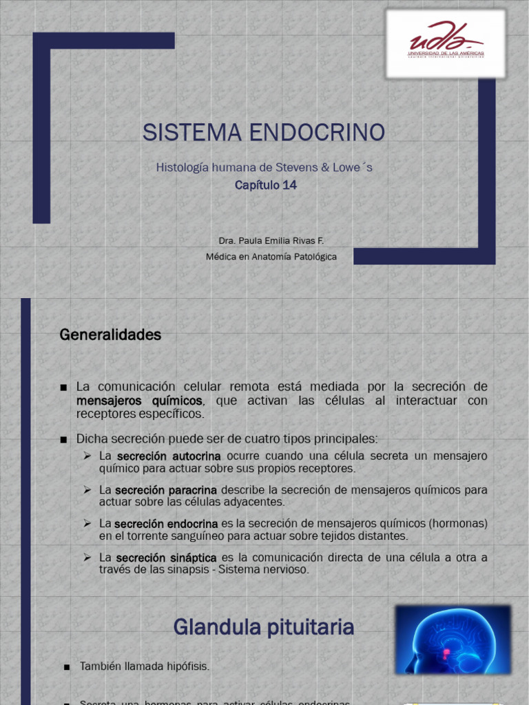 Sistema Endocrino | Descargar gratis PDF | Páncreas | Glándula pituitaria