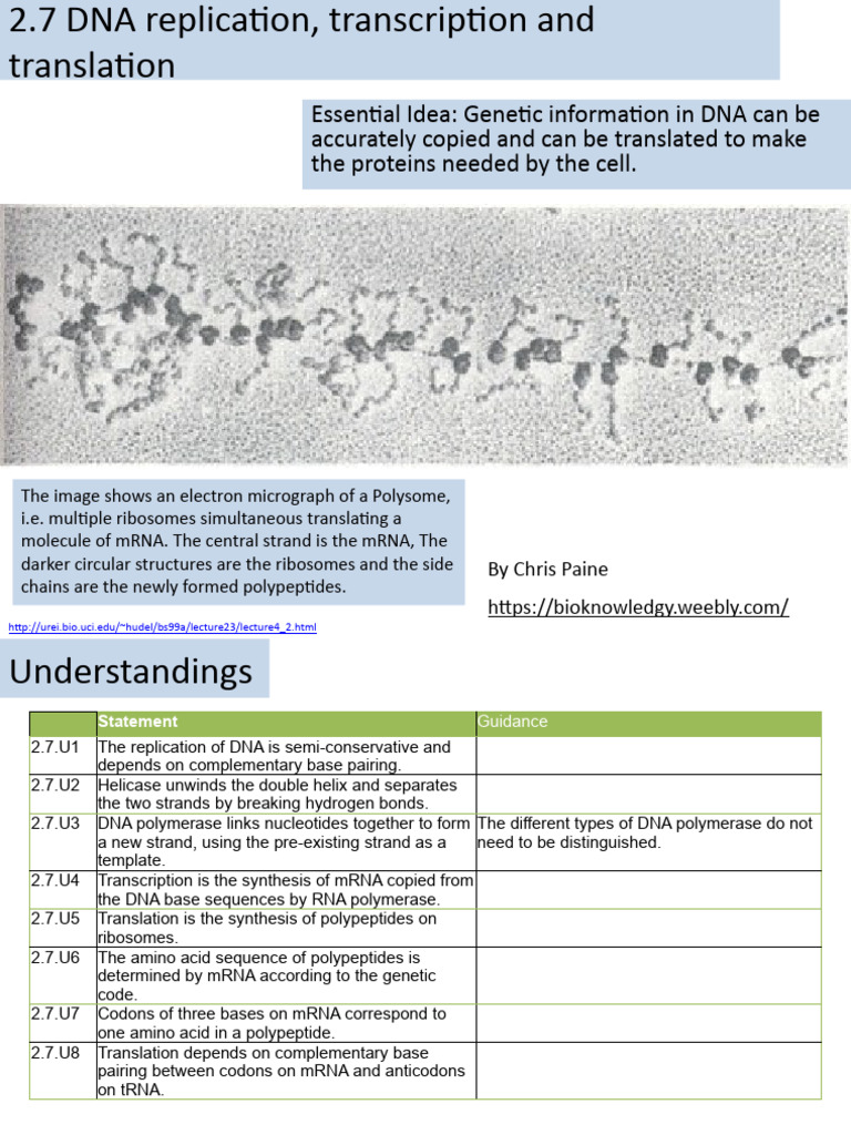 2.7 DNA Replication, Transcription, and Translation | PDF | Translation ...