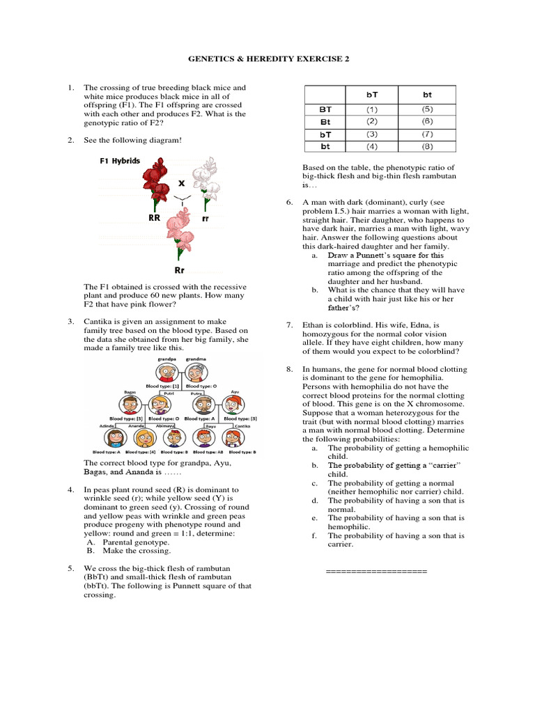 Genetics & Heredity Ex 2 | PDF | Dominance (Genetics) | Zygosity