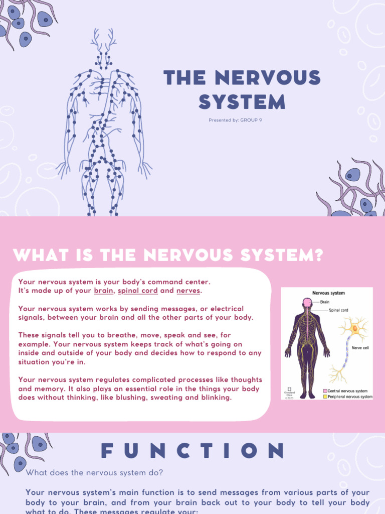 STEM 12 ERYTHRON Nervous System | PDF | Central Nervous System ...
