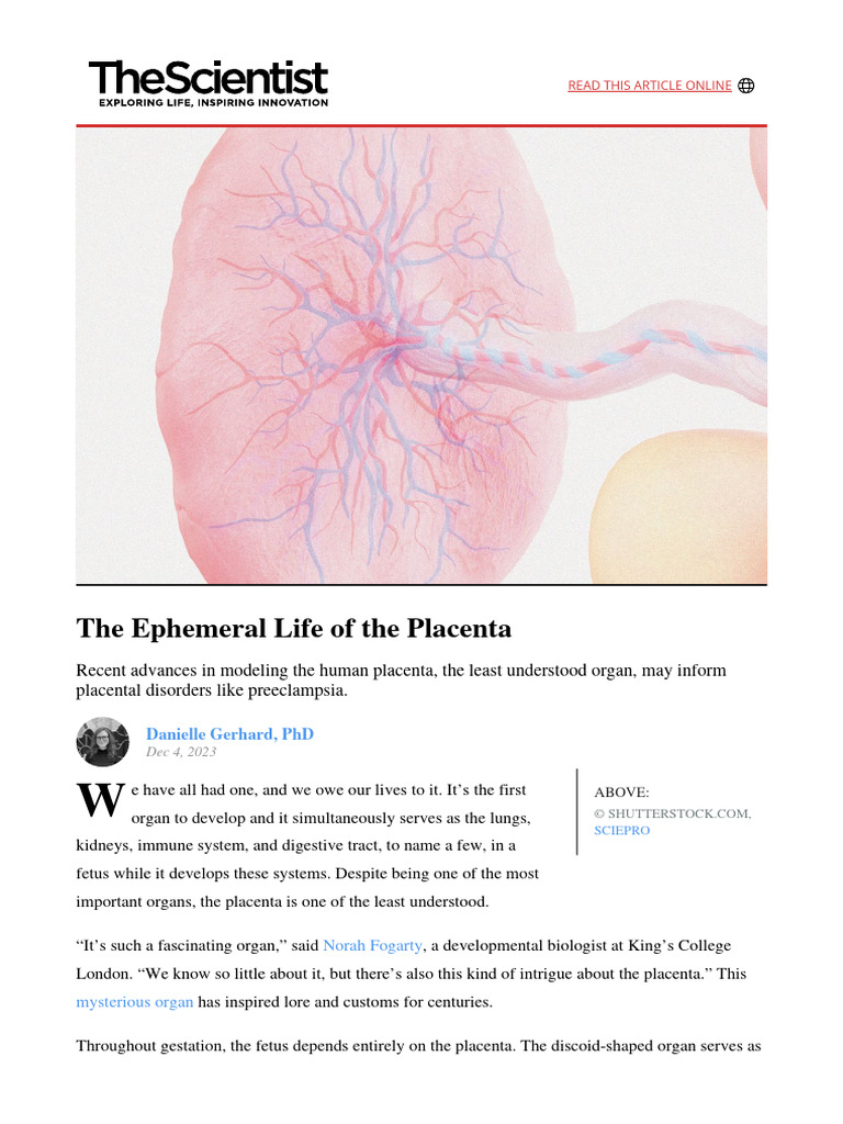 The Ephemeral Life of The Placenta | PDF | Placenta | Stem Cell