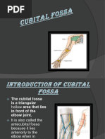 Cubital Fossa Anatomy Overview | PDF | Arm | Human Anatomy