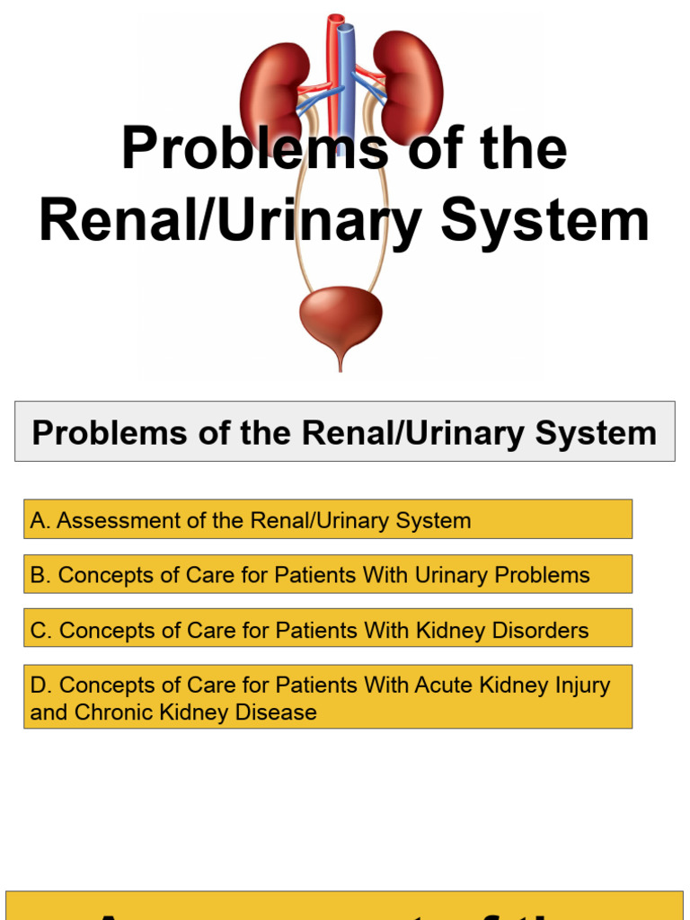 Renal Urinary System | PDF | Urinary Tract Infection | Urinary Incontinence