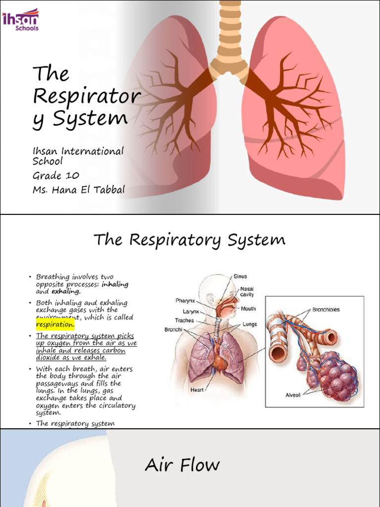 The Respiratory System | Download Free PDF | Respiratory Tract | Respiratory System