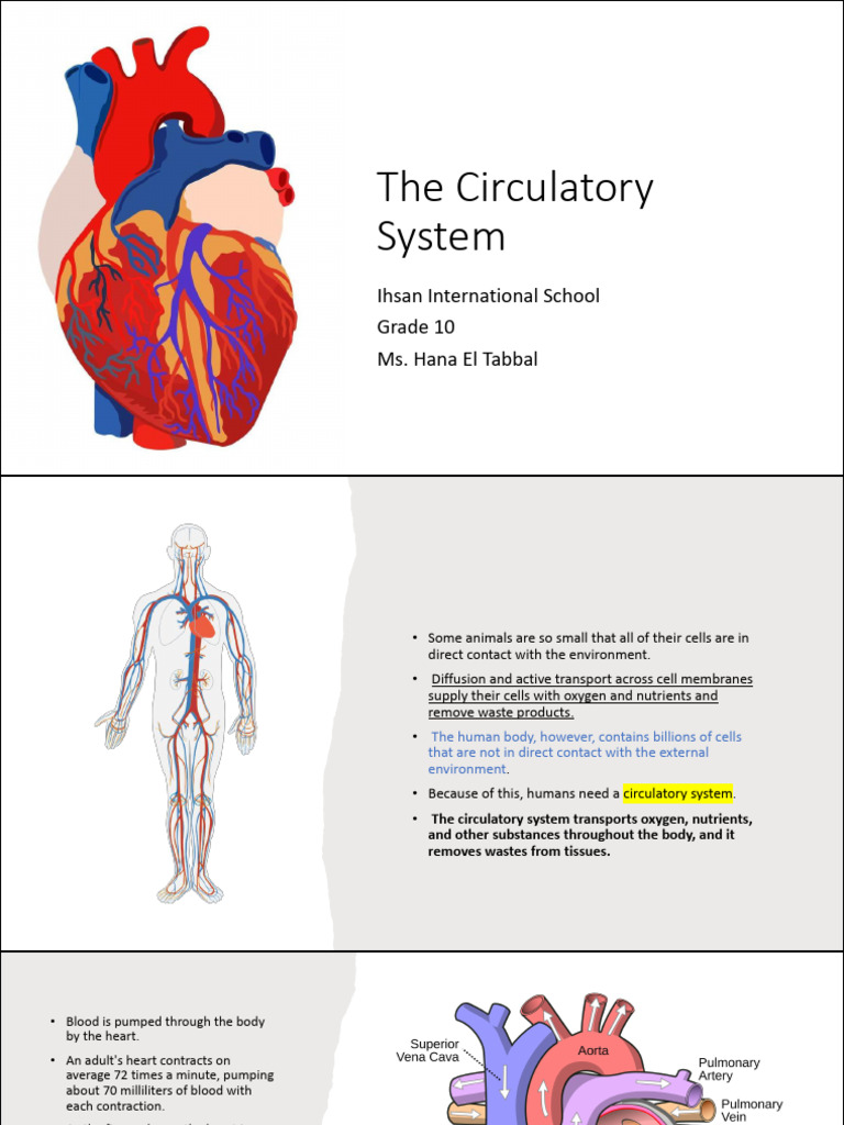 The Circulatory System | PDF | Artery | Blood Vessel