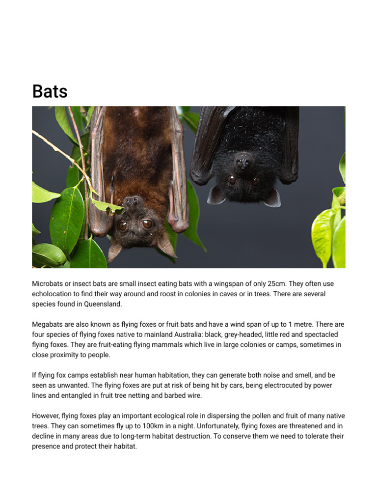 RSPCA Queensland | PDF | Bat | Organisms