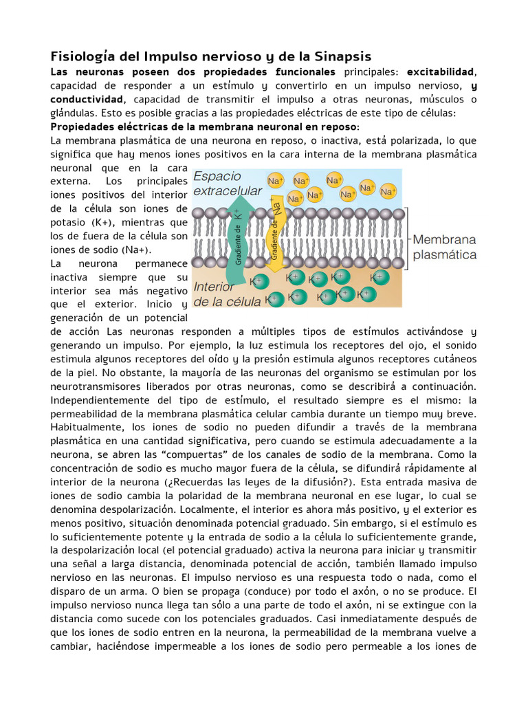 Impulso Nervioso | PDF