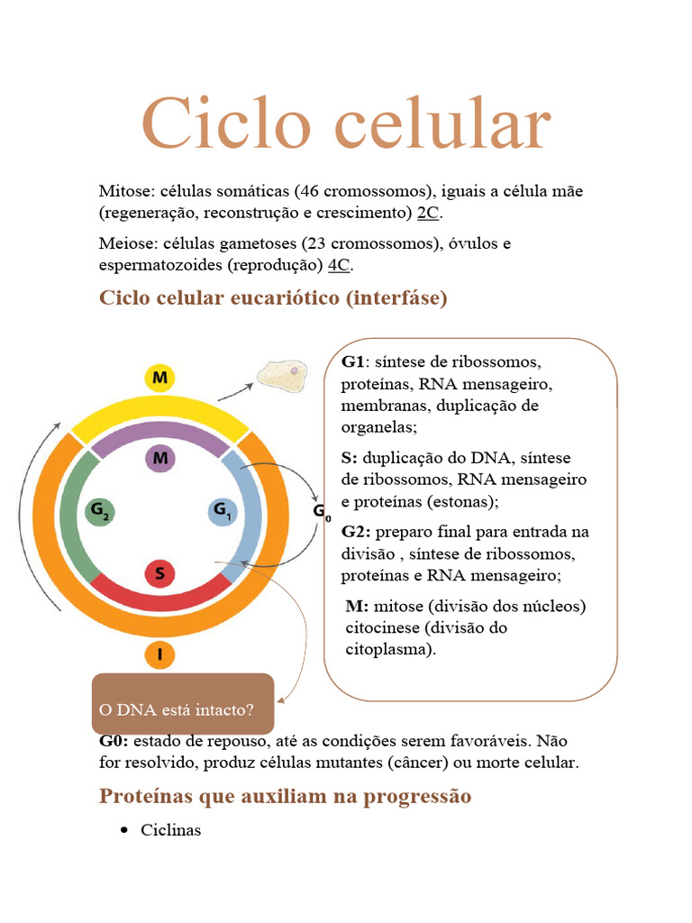 Resumo Divisão Celular Pdf Meiose Mitose