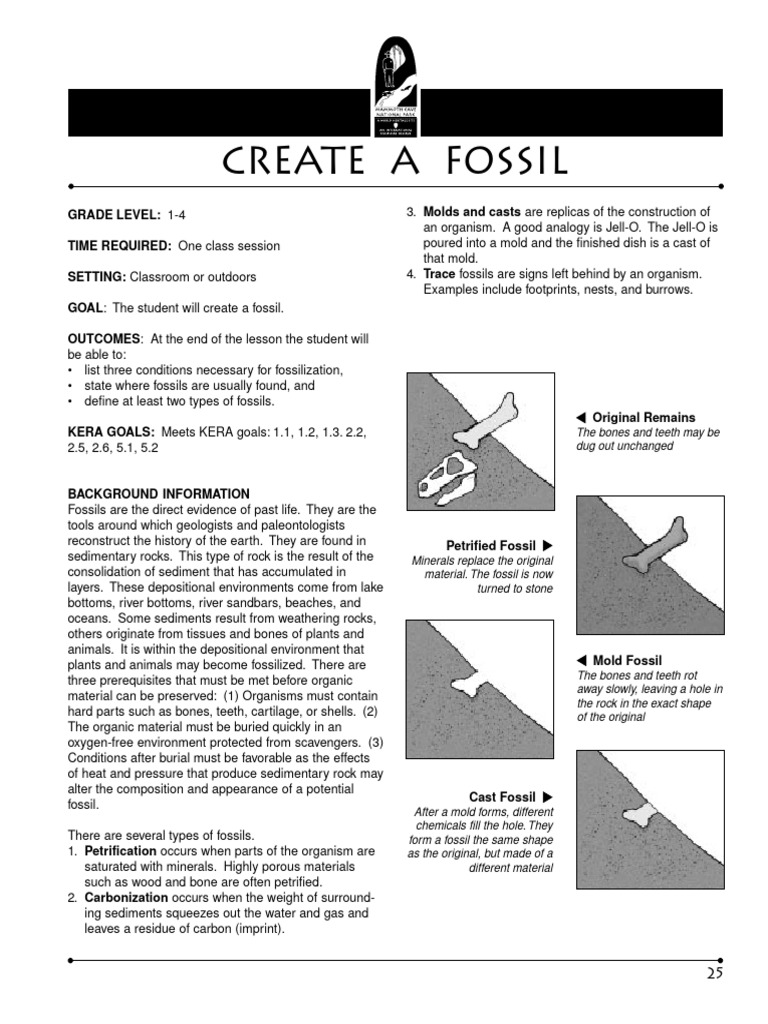 Create Fossils: Classroom Activity Guide | PDF | Fossil | Sedimentary Rock