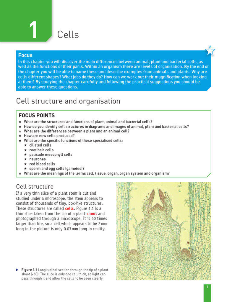 Cell Structure for Students | PDF | Cell (Biology) | Cytoplasm