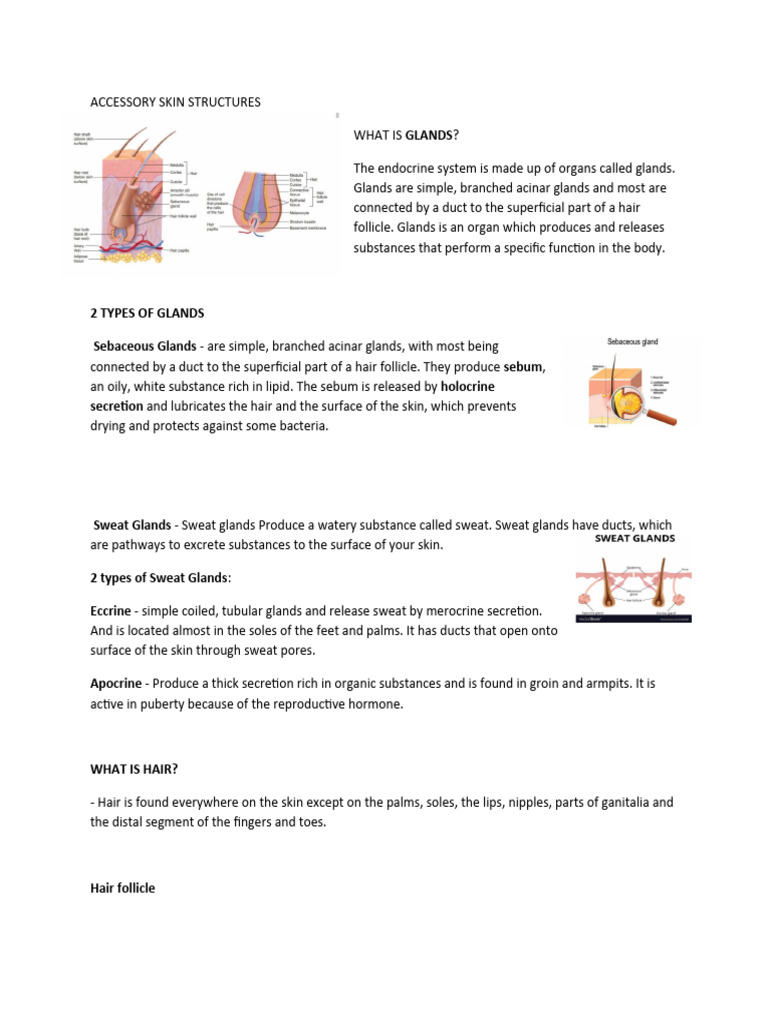 Understanding Skin Glands and Hair Structure | PDF | Hair | Skin