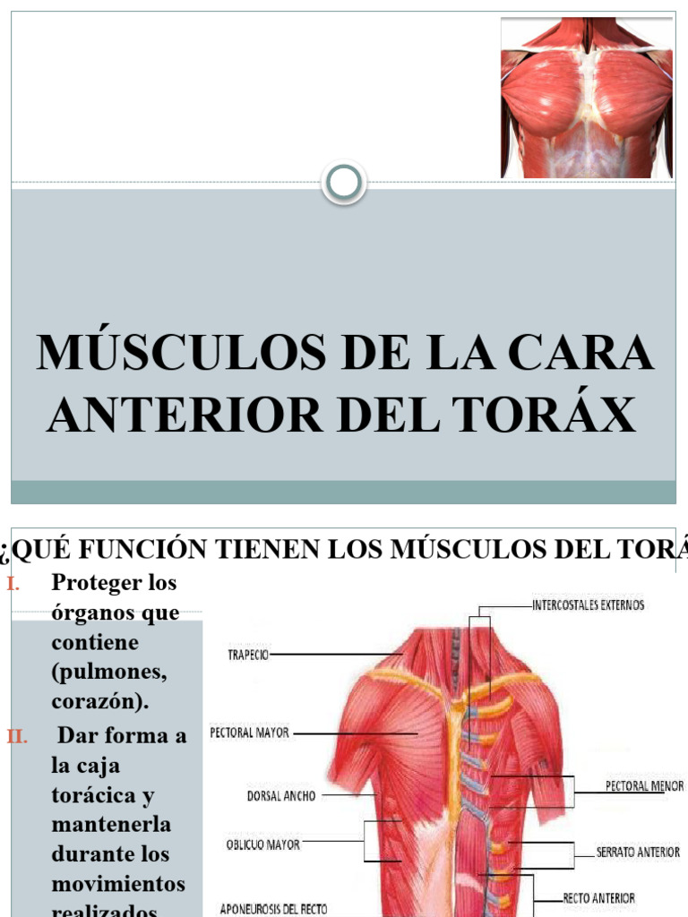 Musculos Del Torax | PDF | Tórax | Tejido suave
